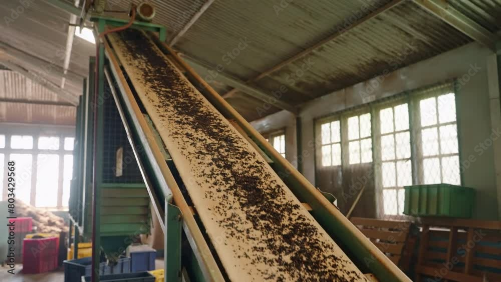 Automated tea processing in factory, with dried leaves traveling up ...