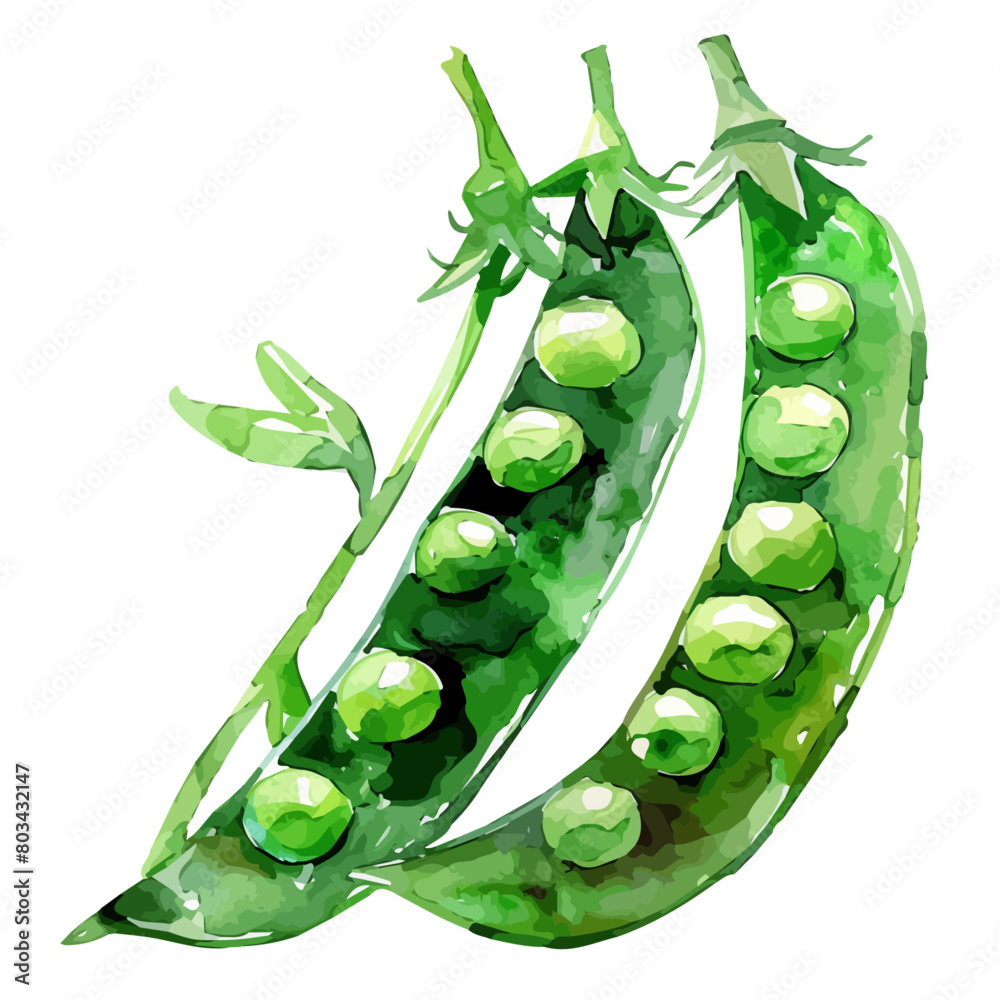 Watercolor Vector painting of a peas, isolated on a white background ...