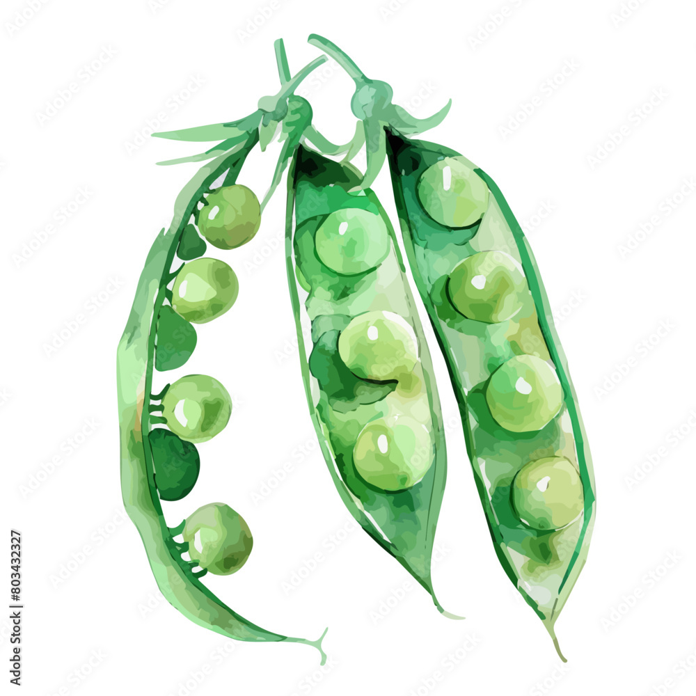 Watercolor drawing clipart of a green peas, isolated on a white ...