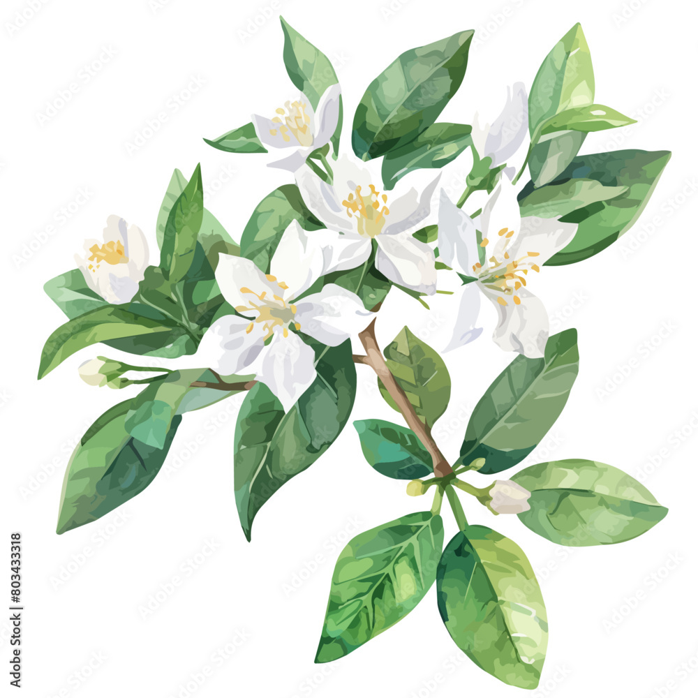 Watercolor Vector painting of a jasmine flower, isolated on a white ...