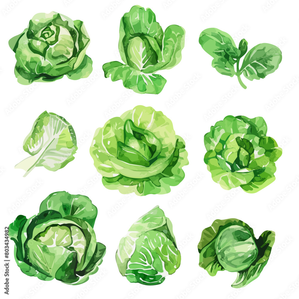 Watercolor vector of a lettuce, isolated on a white background, design ...