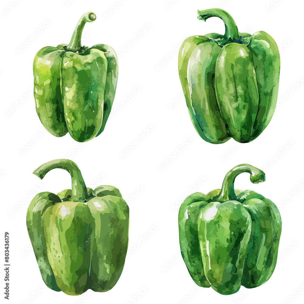 Watercolor painting of a green capsicum set, isolated on a white ...