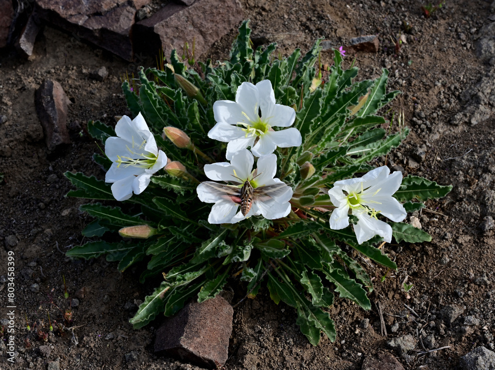 A Hummingbird Moth visits a Tufted Evening Primrose blooming in the ...