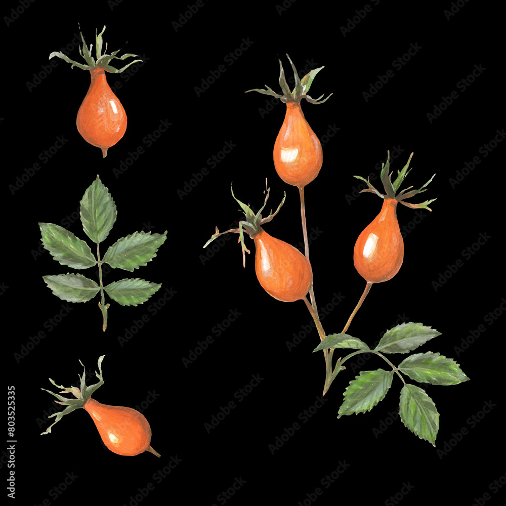 Rosehip drawing. Rose hip berries with leaf isolated on a black ...