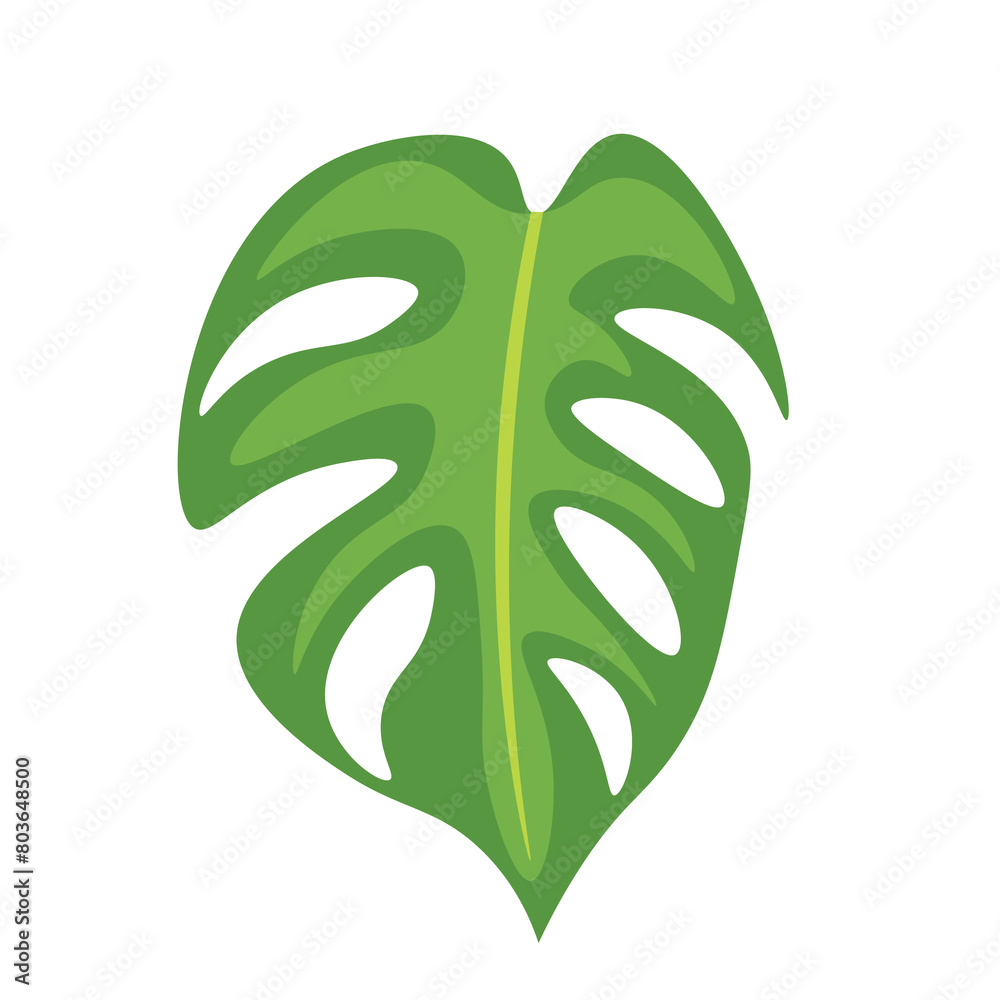 Monstera leaf flat vector illustration, cartoon janda bolong leaves ...