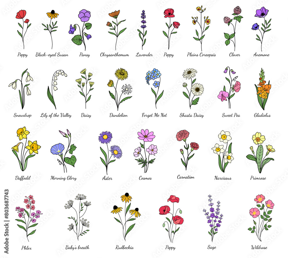 Hand Drawn Wildflowers With Names Set 30 Vector Minimalist Flower