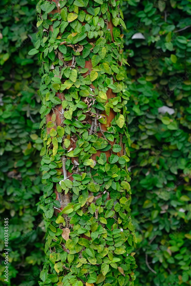 Dollar creeper is a species of climbing plant originating from the ...