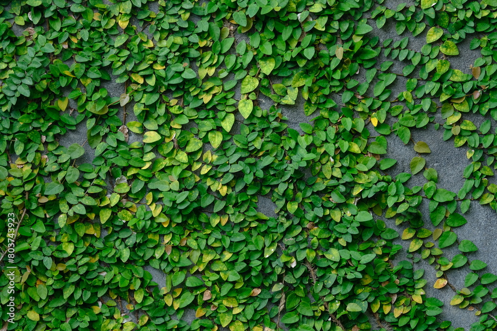 Dollar creeper is a species of climbing plant originating from the ...