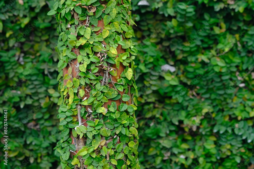 Dollar creeper is a species of climbing plant originating from the ...