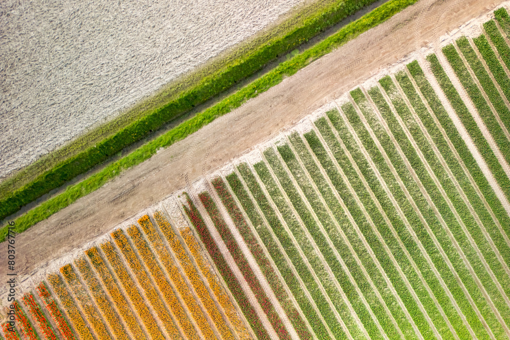 Aerial view of Tulip fields pattern perpendicular to the canal in the ...