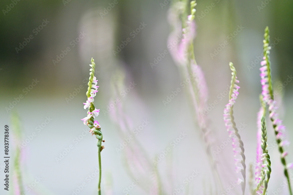 Rare North American orchid, Spiranthes sinensis, captivates with ribbon ...