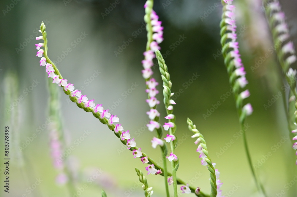 Rare North American orchid, Spiranthes sinensis, captivates with ribbon ...