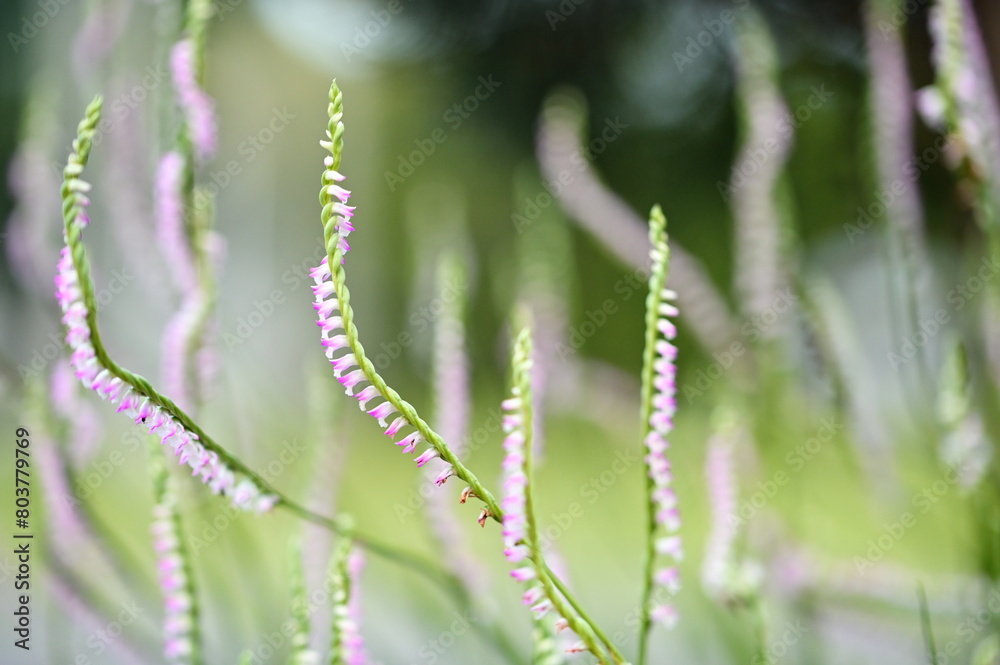 Rare North American orchid, Spiranthes sinensis, captivates with ribbon ...