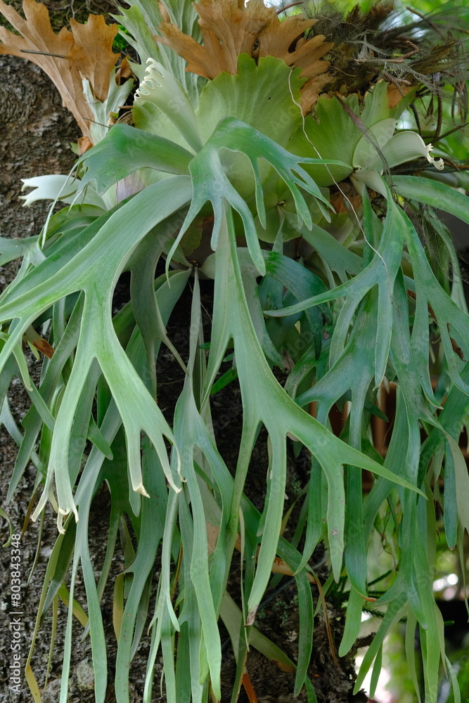 platycerium bifurcatum, the elkhorn fern or common staghorn fern, is a ...