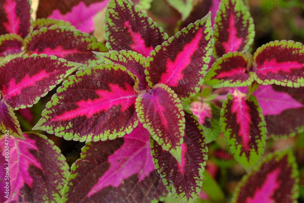 Coleus scutellarioides, commonly known as coleus, is a species of ...