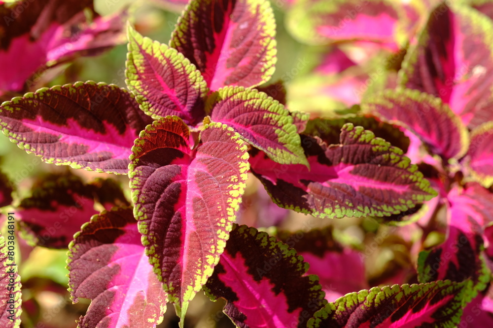 Coleus scutellarioides, commonly known as coleus, is a species of ...