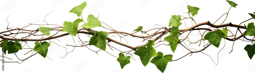 green vine isolated on white or transparent background,transparency ...