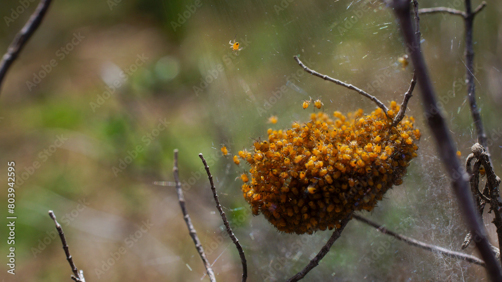 Hemisphere-shaped nest of silken threads with spiderlings of the cross ...
