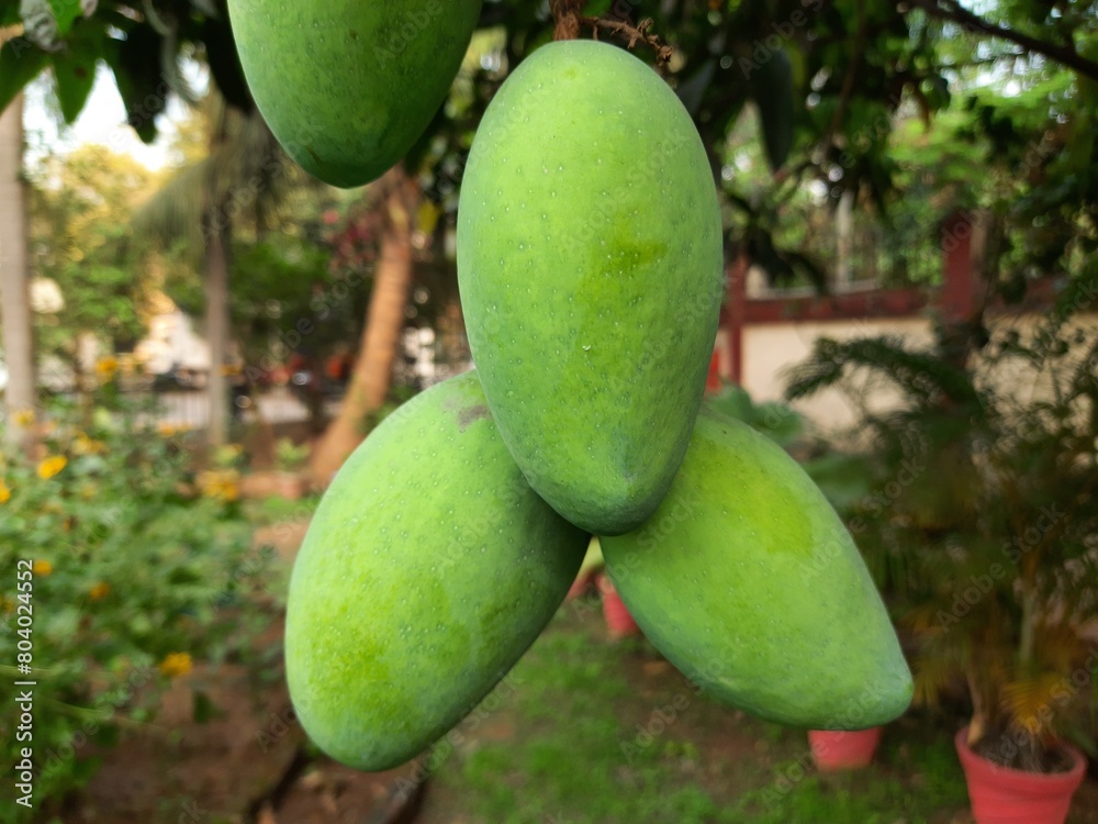 Mango hanging on the tree. Raw mango in tree. Mango is a popular fruit ...