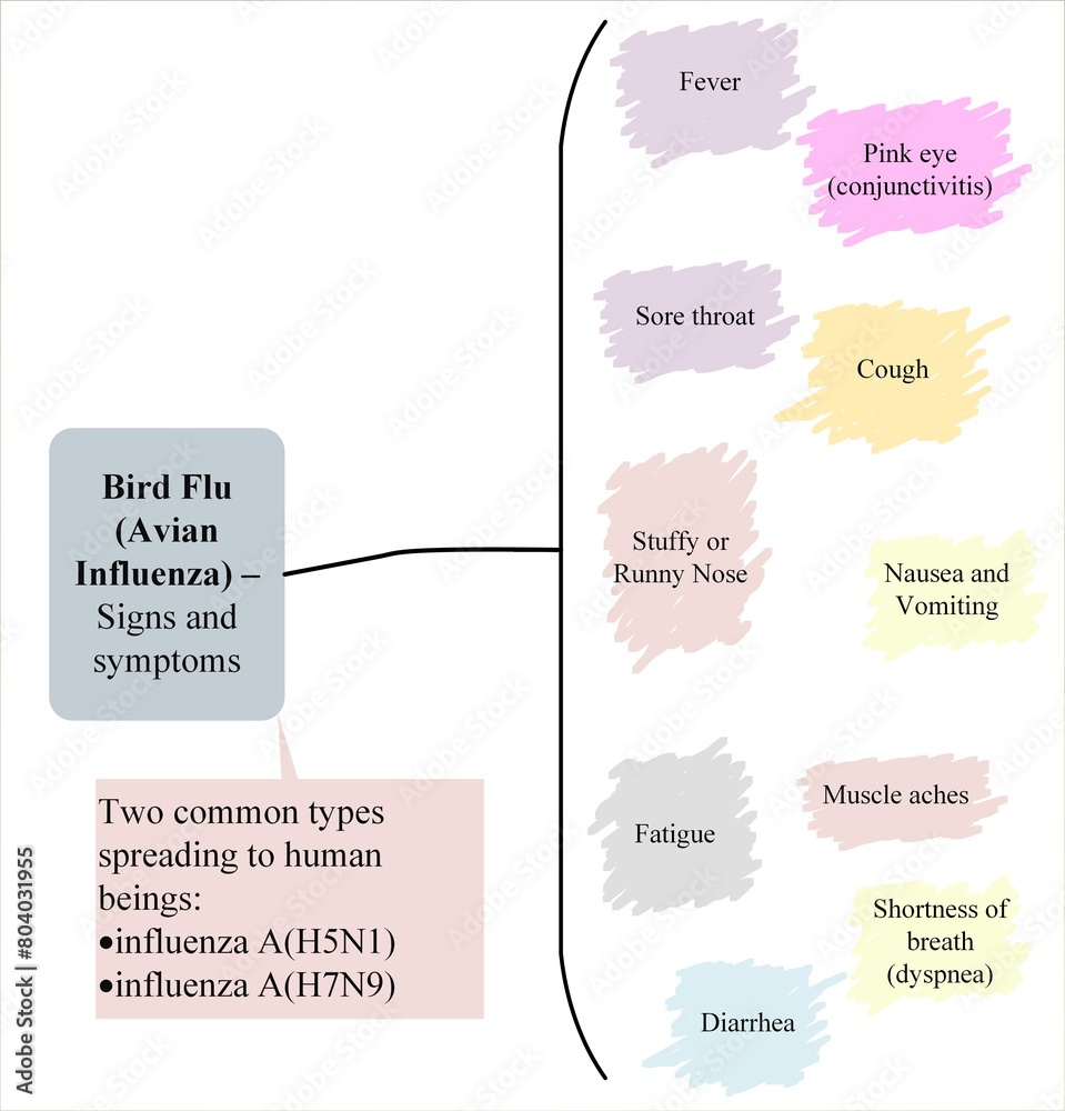 Bird Flu (Avian Influenza) – Signs and symptoms Stock Illustration ...