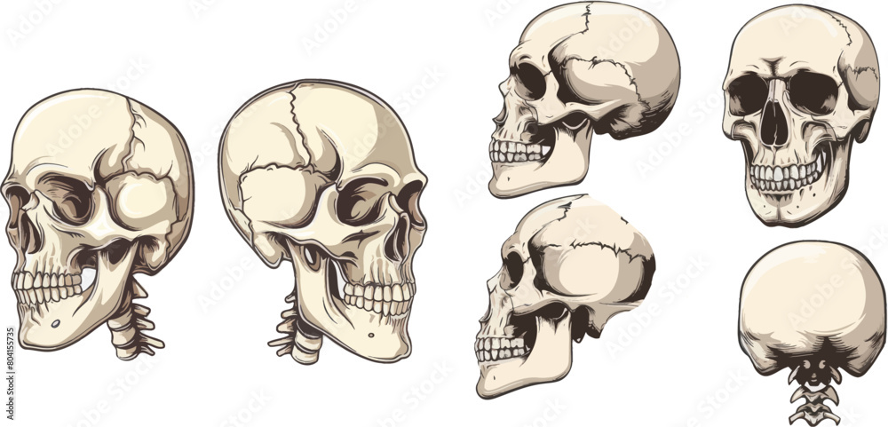 Skeleton faces, different sides dead man heads cartoon drawing vector ...