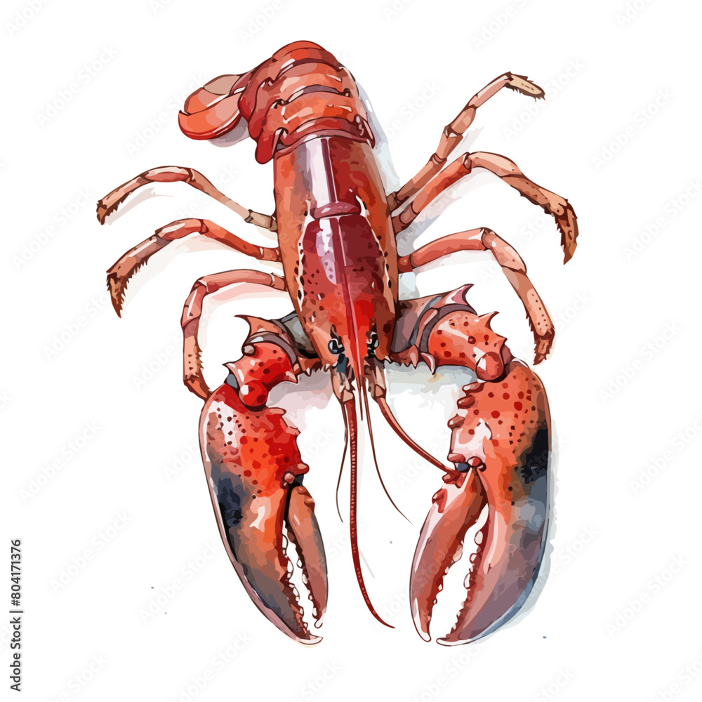 Watercolor painting of a lobster, isolated on a white background ...