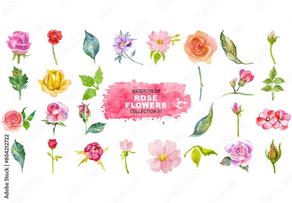 Watercolor painted rose flowers clipart. Hand drawn flower design ...