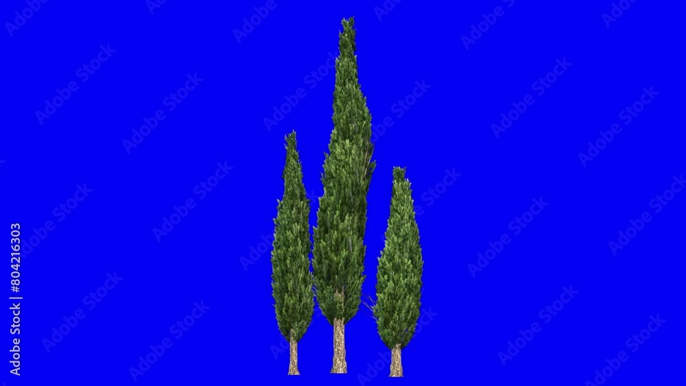 3D italian cypress tree cluster with wind effect on blue screen 3D ...