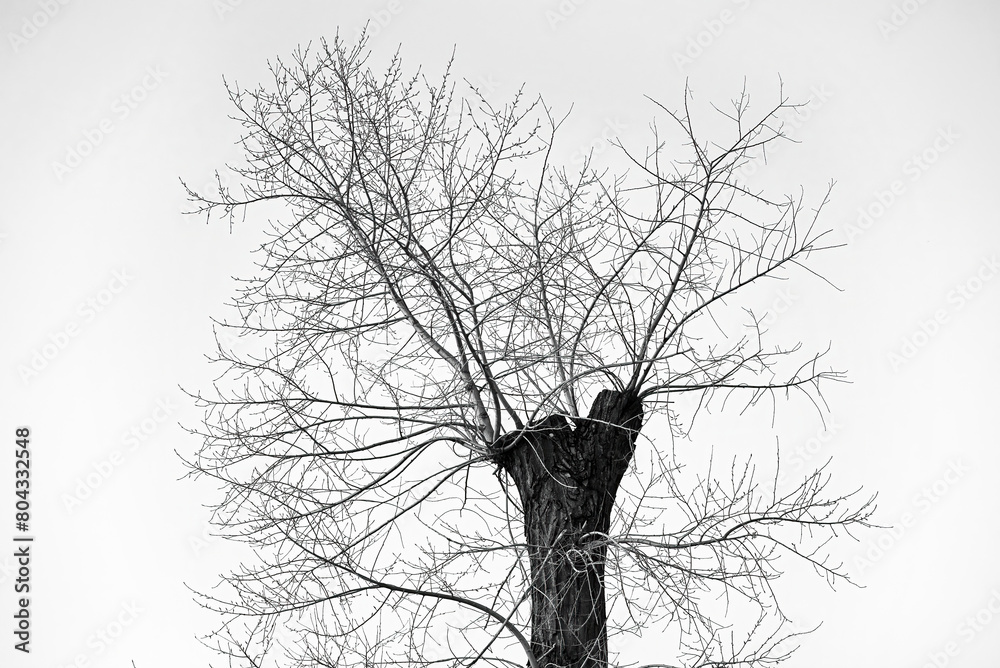 Tree limb growing back after topping. Topping process where the main ...