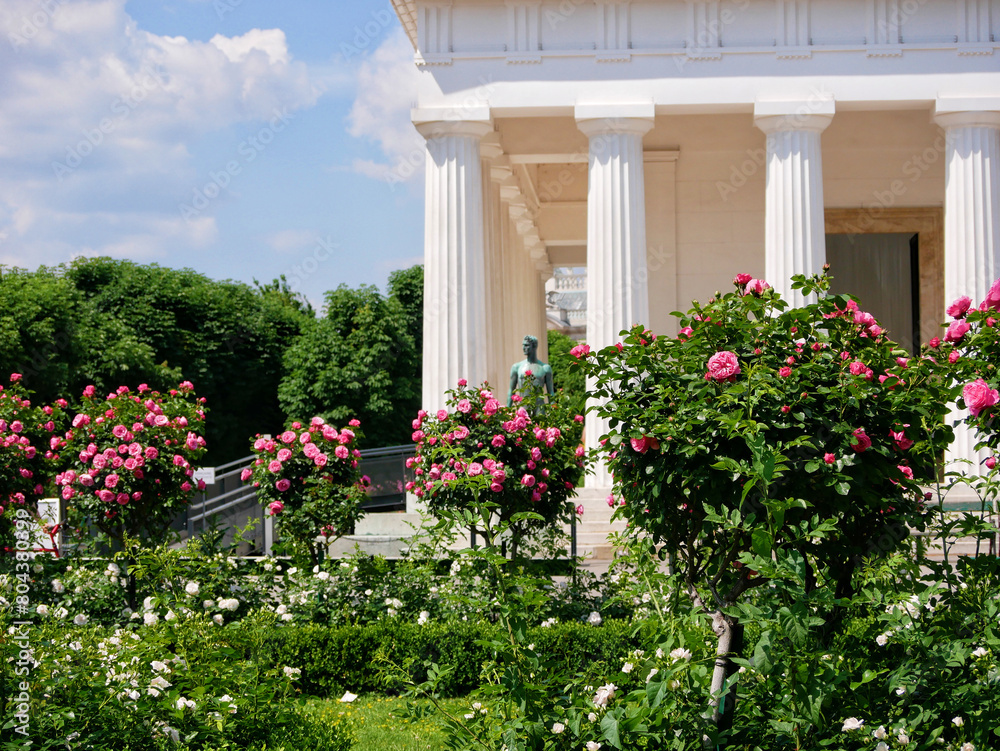 Varietal elite roses bloom in Rosengarten Volksgarten in Vienna. Pink ...
