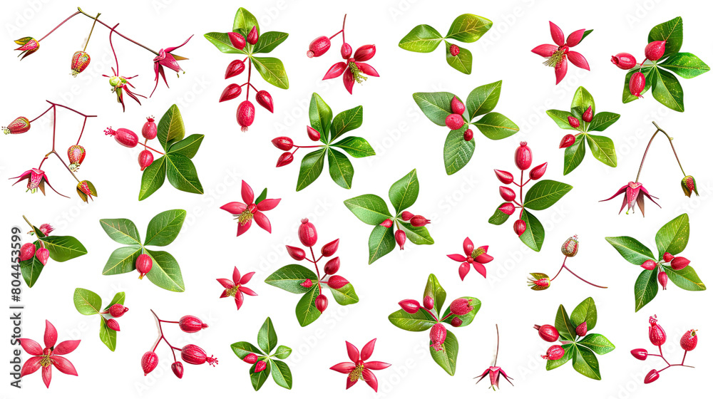 Rangoon Creeper Flowers Blooming in Tropical Garden - Beautiful Nature ...