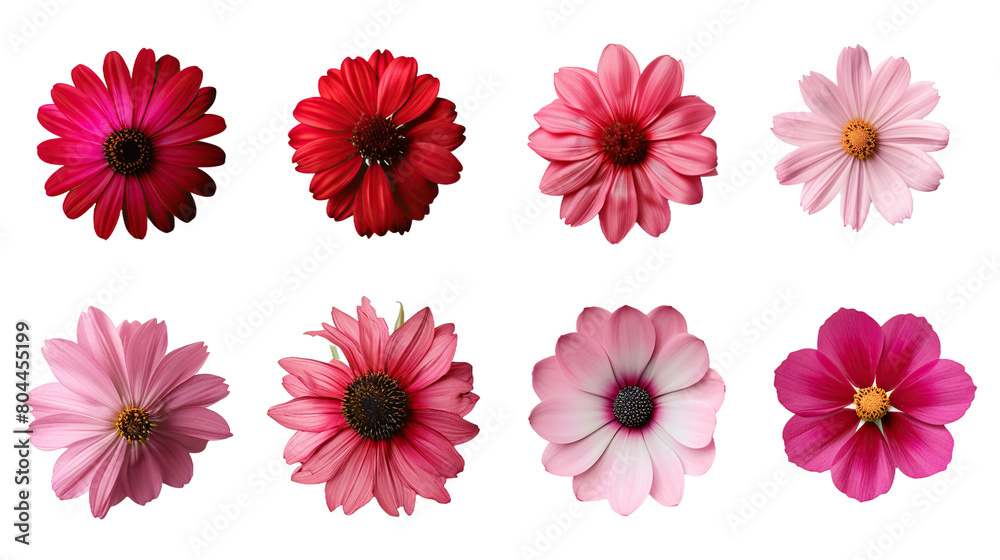 Pink and Red Floral Bouquet Isolated on Transparent Background ...