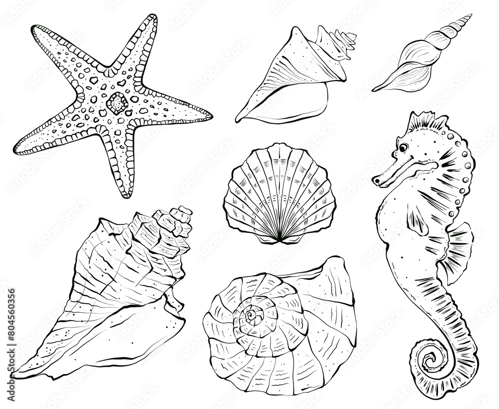 Seashells and underwater animals graphic set. Hand drawn illustration ...
