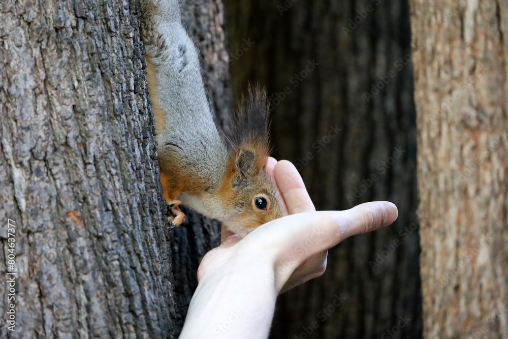 Red squirrel takes a nut out of a human hand. Feeding wild animals in a ...