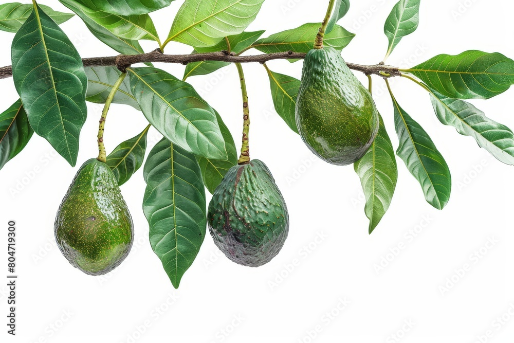 avocado in the tree branch isolated on white background, also known as ...