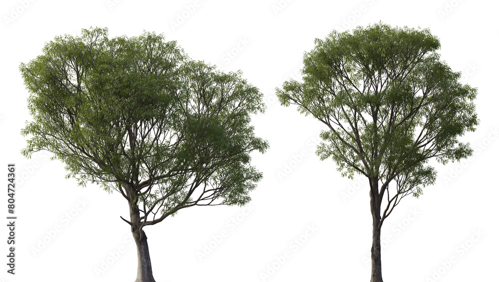 Salix caroliniana (Carolina, Coastal Plain, Swamp Willow) frontal set ...
