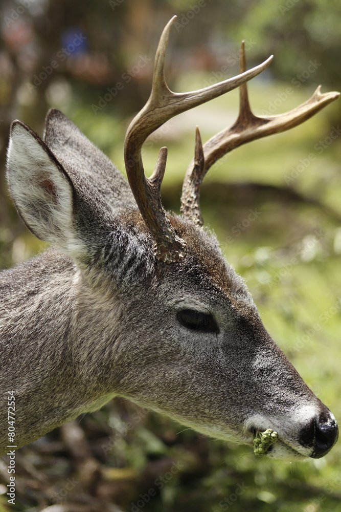 Venado colablanca libre en los cerros orientales del paramo de Chingaza ...