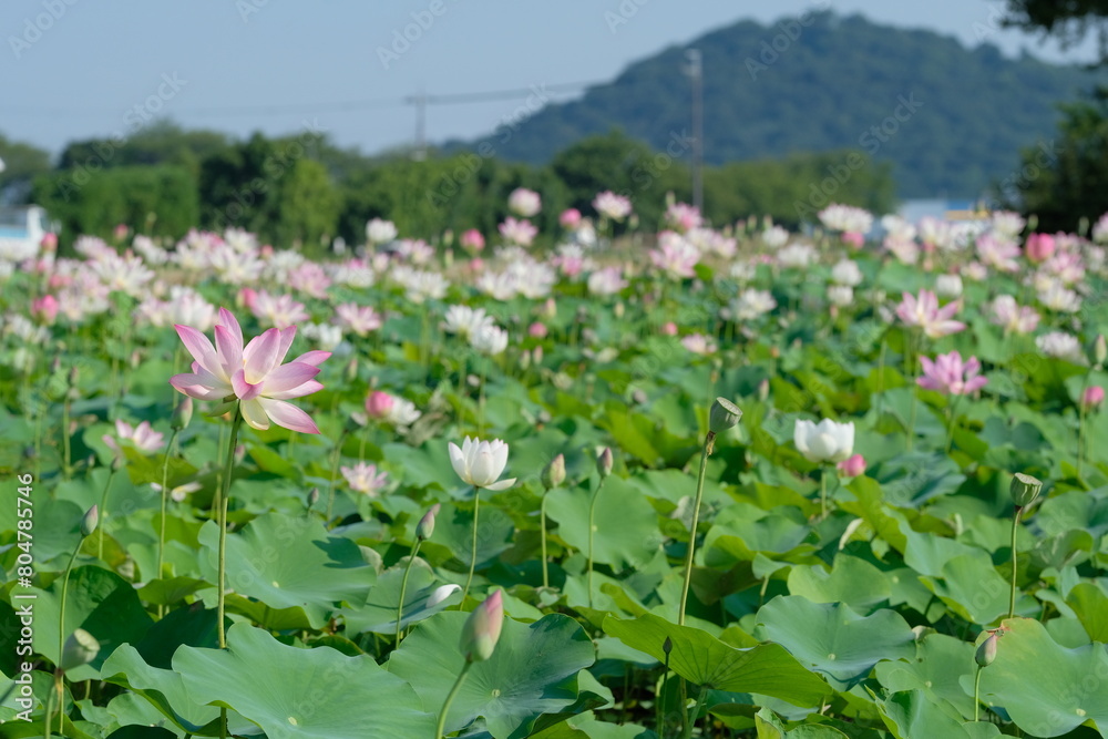 pink lotus in full blooming, Fujiwara-kyo-ato,Nara,Japan Stock Photo ...