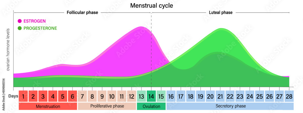Menstrual cycle. Ovarian hormone levels chart vector. Estrogen and ...