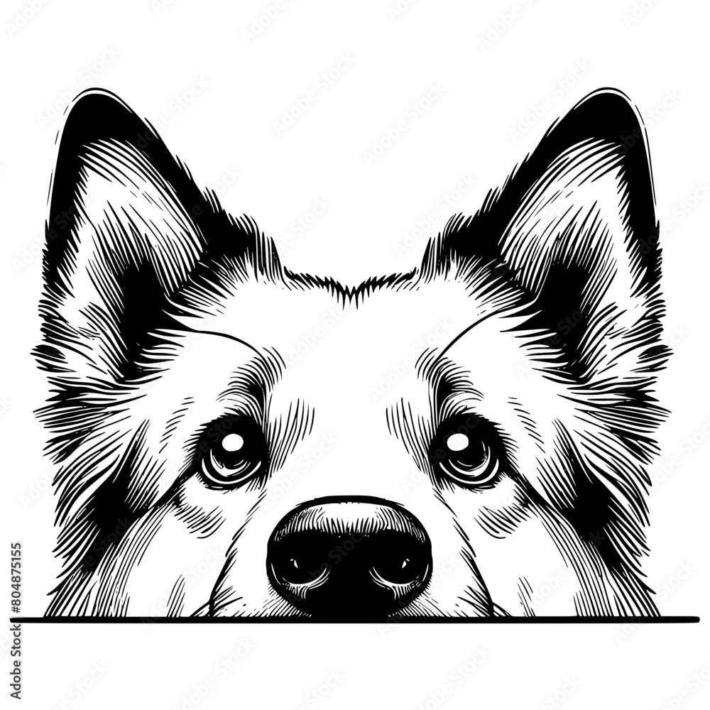 Peeking Dog , Funny Peeking Dog, Dog Head, Dog Face, Peeking Dog, dog ...