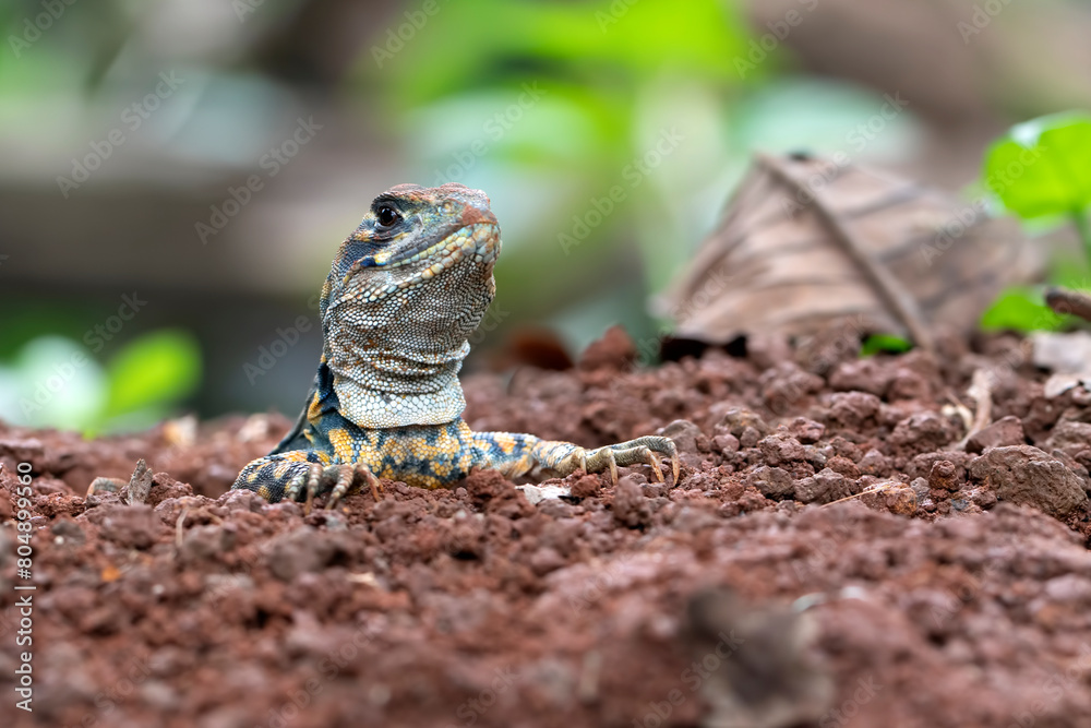 Foto de Butterfly agama lizard (leiolepis belliana) out of the ...