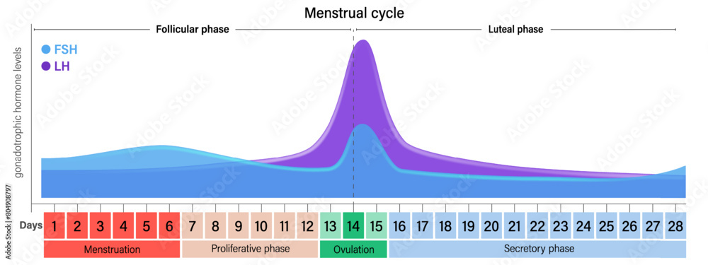 Menstrual cycle. Level graph gonadotrophic hormone in the blood. FSH ...