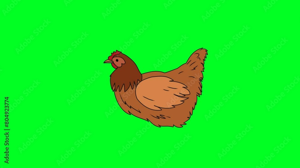 Vidéo Stock 2D animated chicken character eating seeds, sits on ground ...