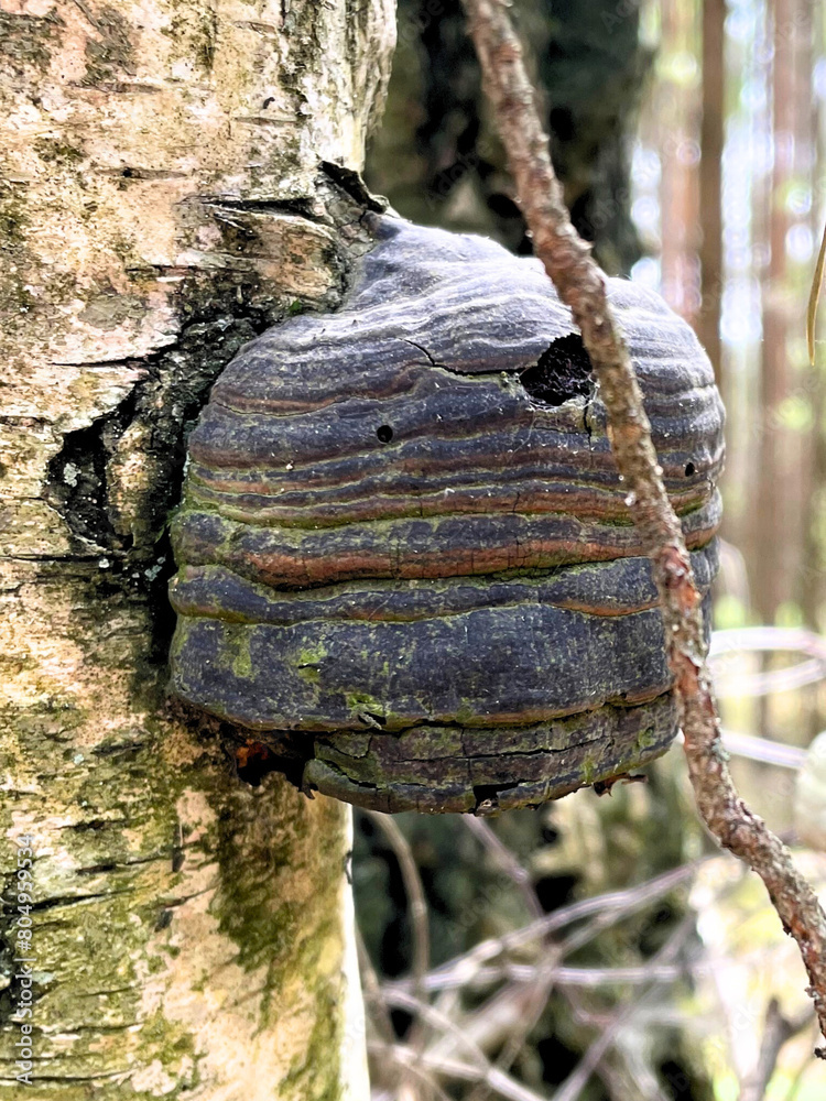 Common hubcap, an old fungus, a parasite of deciduous trees 3:4 Stock ...
