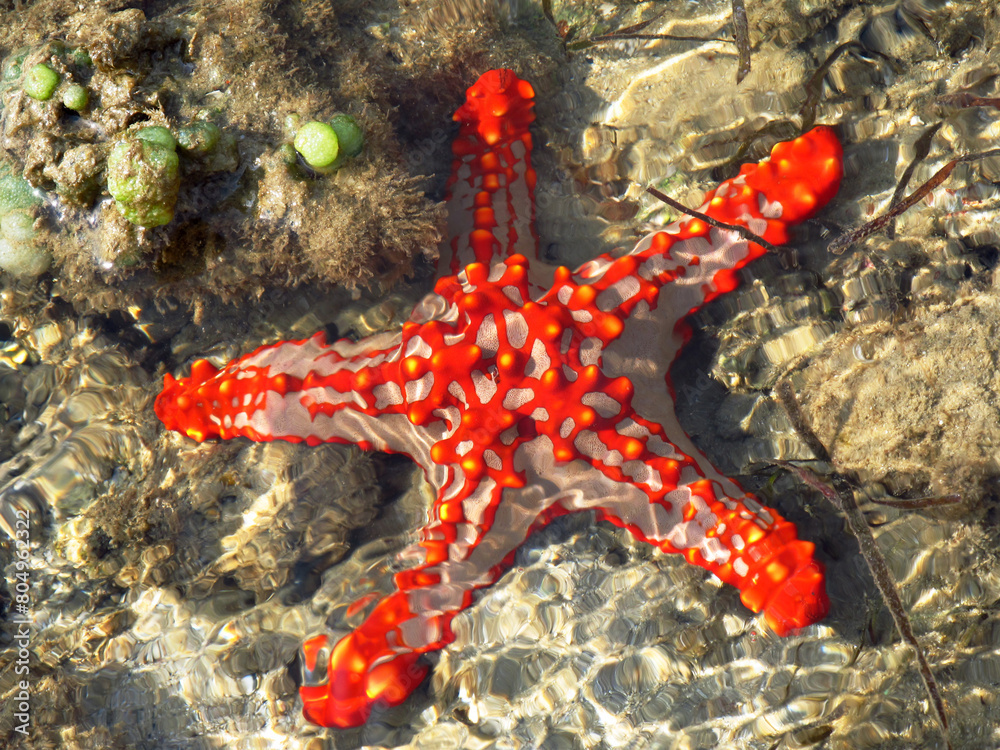 A red, pink and yellow beaded starfish in the intertidal zone on the ...
