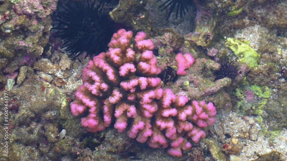 Brain coral is a common name given to various corals in the families ...