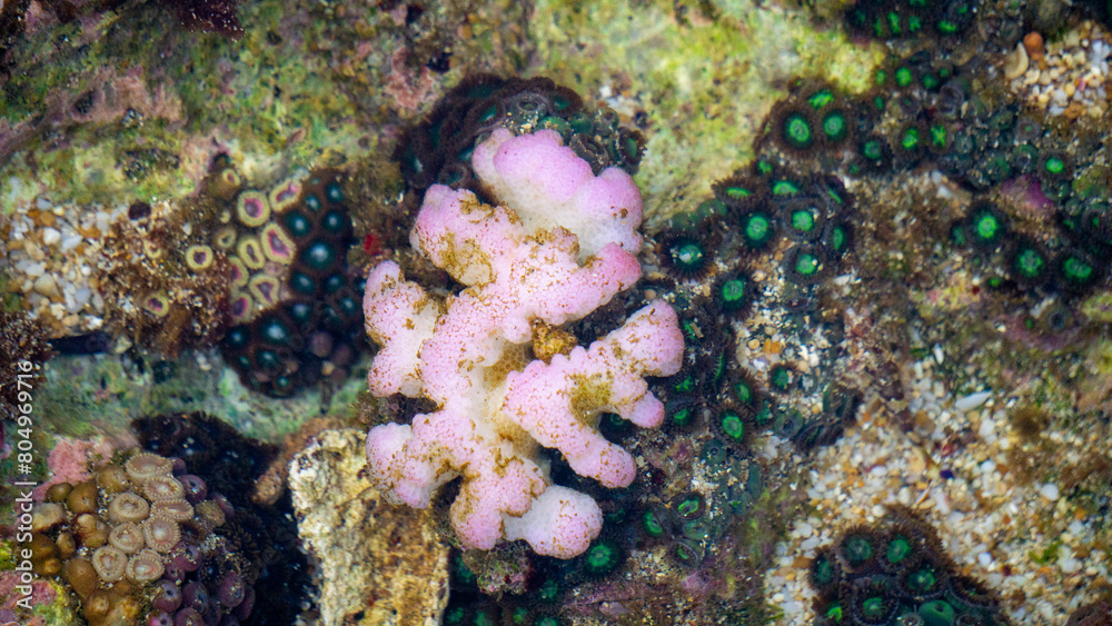 Brain coral is a common name given to various corals in the families ...