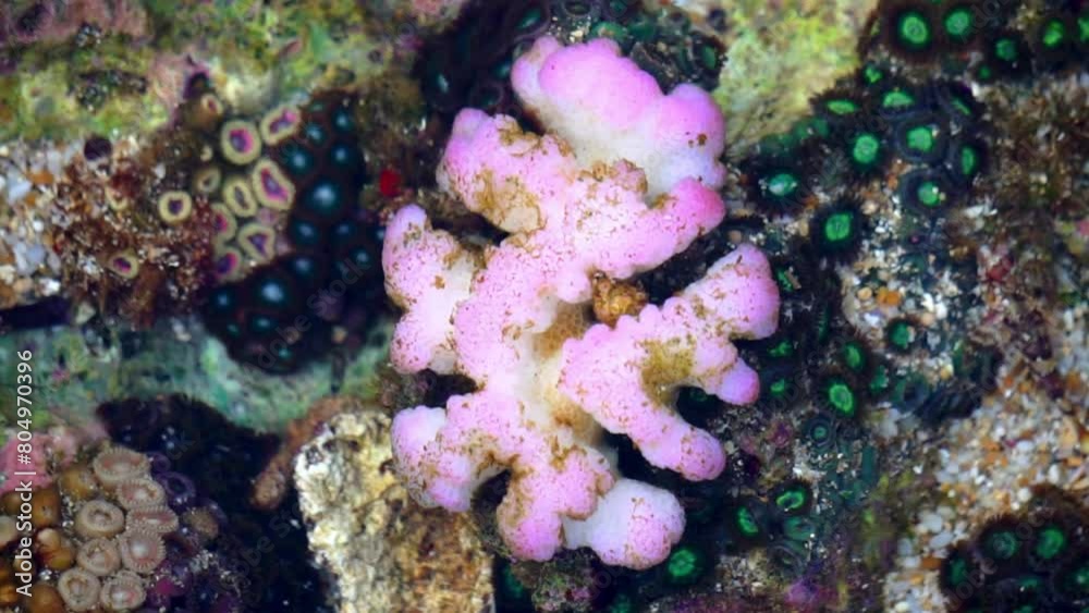 Brain coral is a common name given to various corals in the families ...