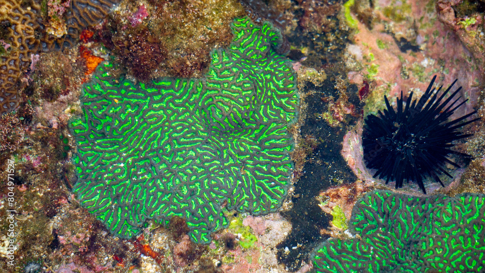 Brain coral is a common name given to various corals in the families ...