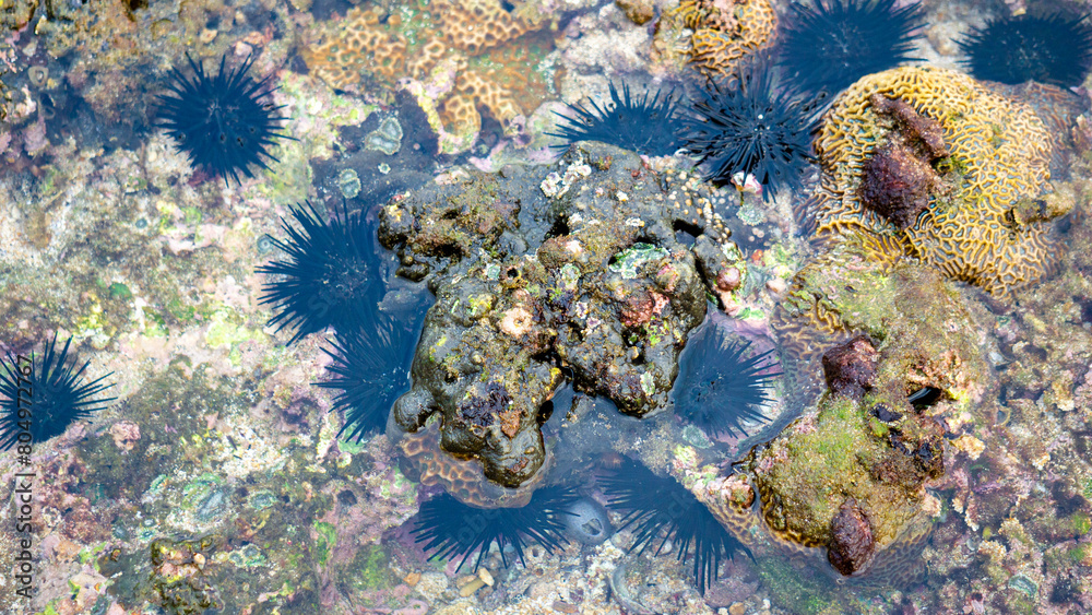 Brain coral is a common name given to various corals in the families ...